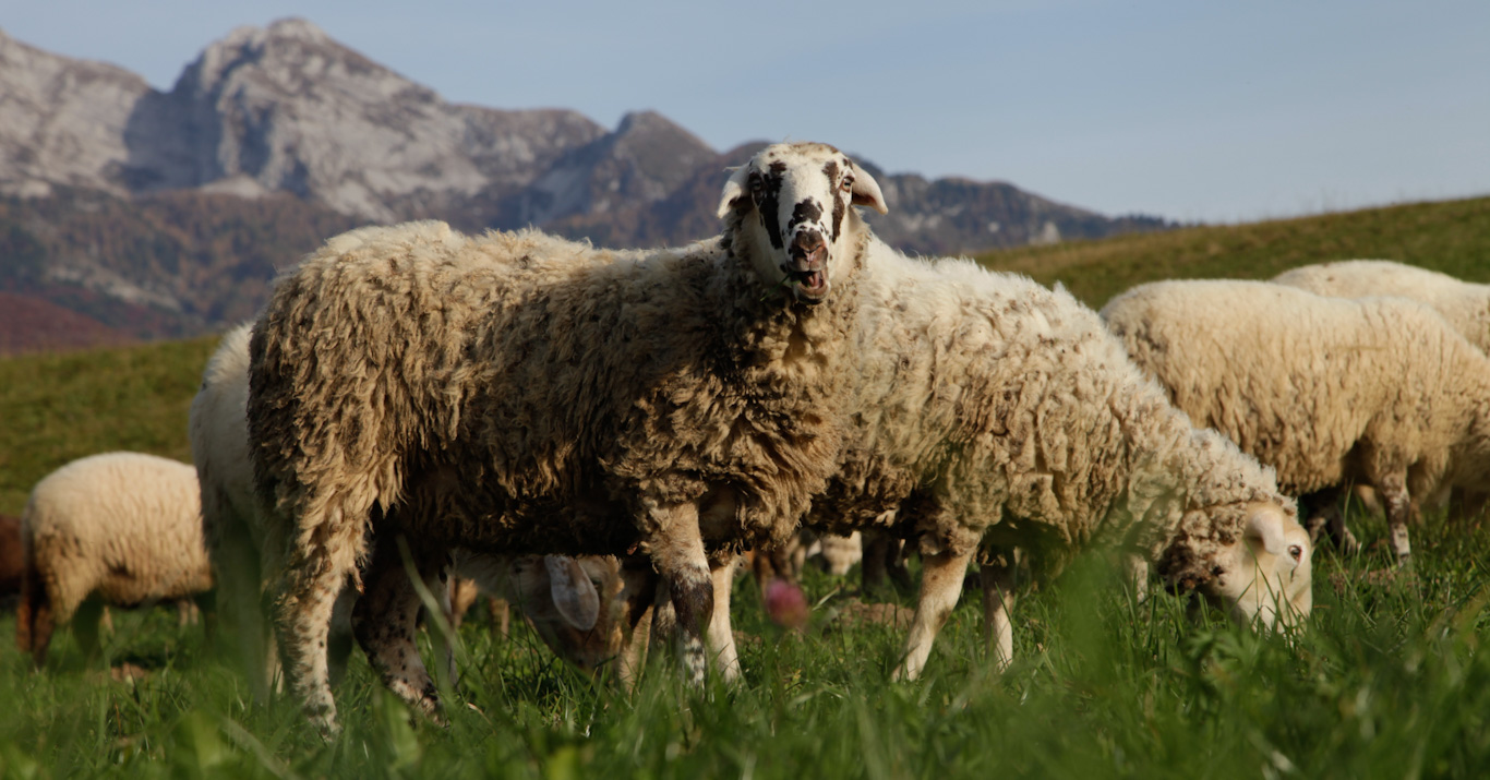 Pecora Alpagota e pecora di Lamon: i risultati del progetto di ...