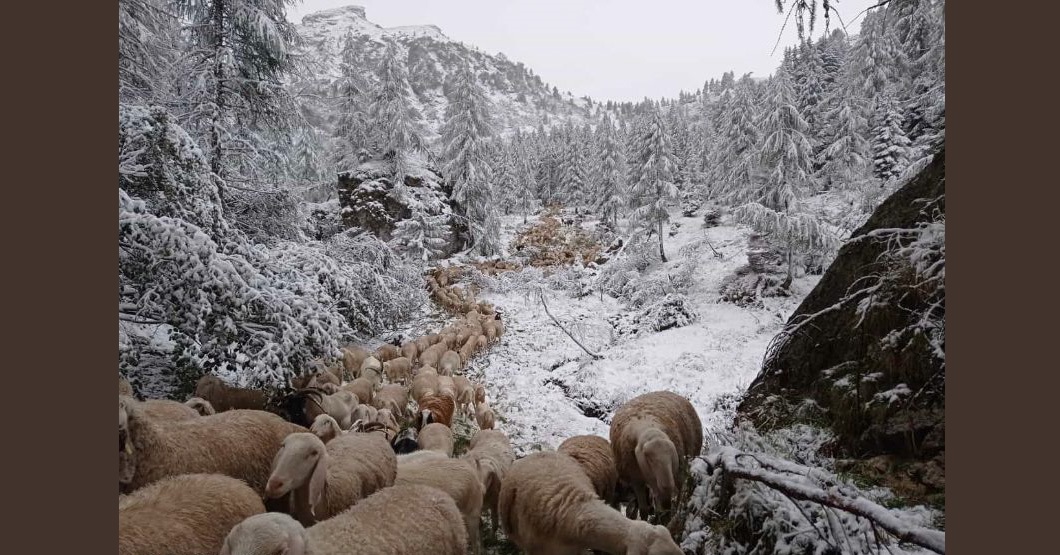 Il gregge non ha fatto in tempo a scendere prima della neve