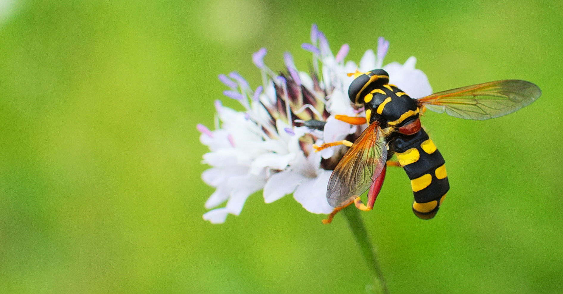 Parco, due serate sugli insetti impollinatori