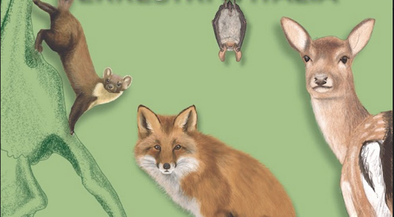 «Mammiferi terrestri d’Italia», il 27 la presentazione a Belluno