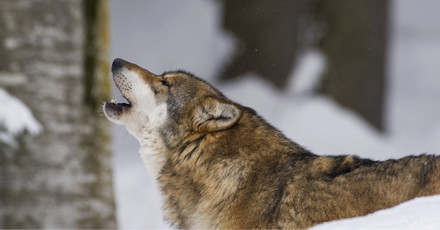 «Il ritorno del lupo: conoscere di più per convivere meglio»