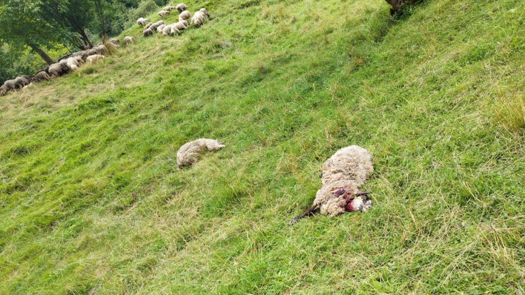 Chies, veglia il gregge fino all'una di notte, poi va a dormire. E il ...