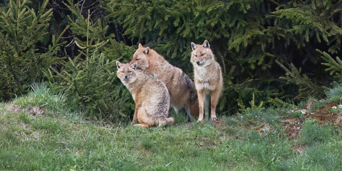 Quella di San Vito non era una «volpona» ma il primo sciacallo dorato in Italia